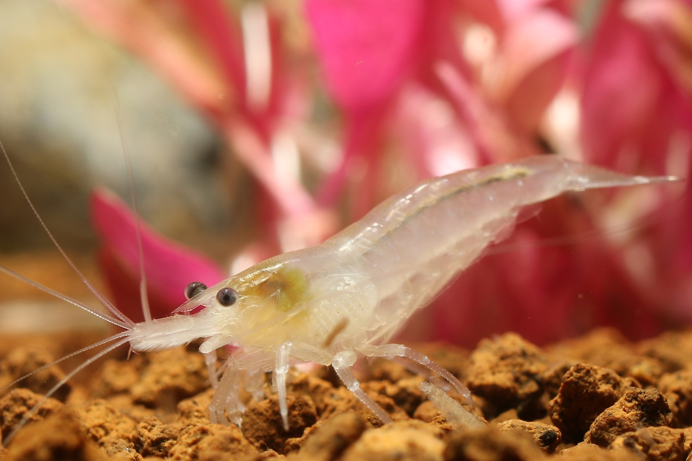 White Pearl Garnele - Experte gibt Tipps zur Haltung und Zucht *FutterTipp