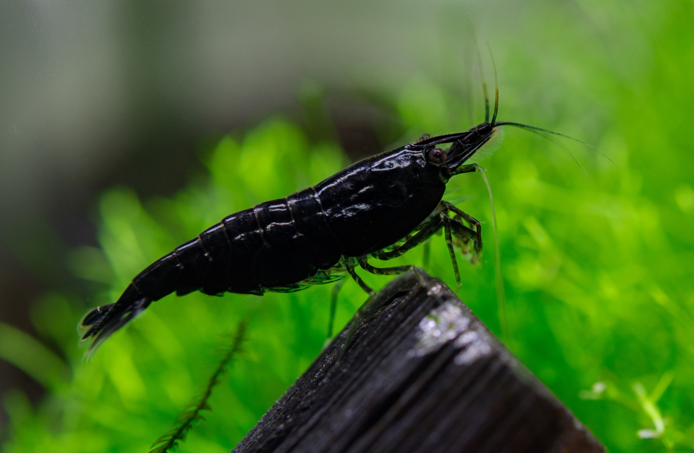 Black Sakura Garnele (Neocaridina davidi) - Haltung, Vergesellschaftung